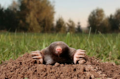 MOLE CONTROL | MOLE PEST CONTROL | CATCHING | TRAPPING